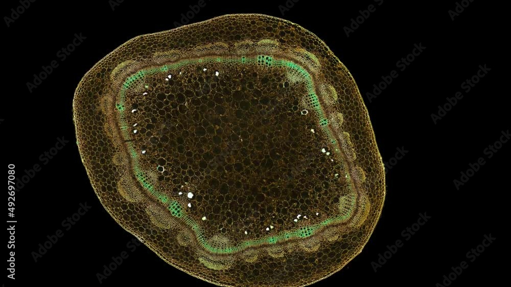 zoom in cross section cut slice of plant stem under the microscope ...