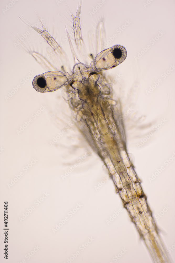 Closeup mysis stage of Vannamei shrimp in light microscope, Shrimp ...