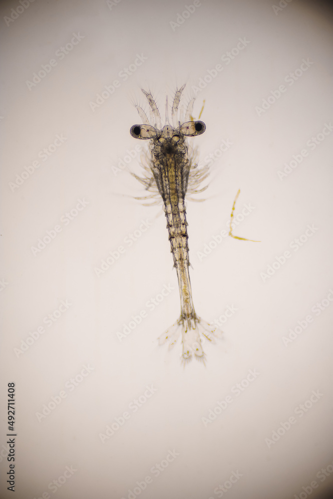 Closeup mysis stage of Vannamei shrimp in light microscope, Shrimp ...