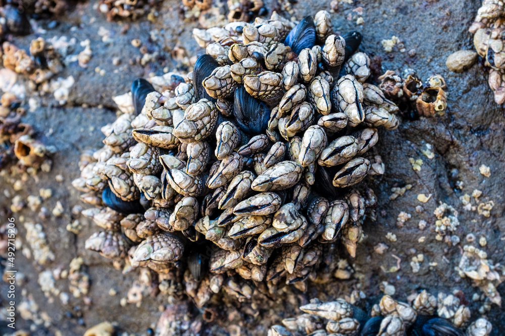 Cluster of Gooseneck barnacles and mussels living in a tide pool Stock ...