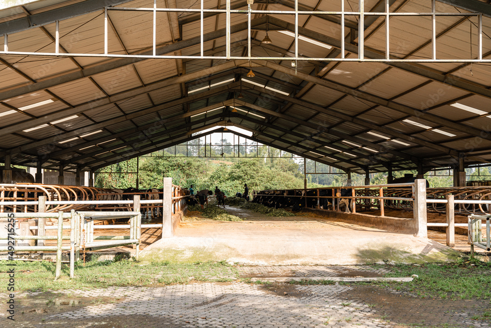 dairy cows are in the process of taking milk. agriculture industry ...