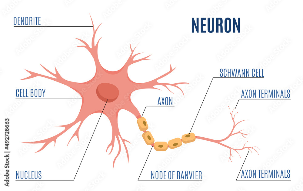 Neuron Diagram Flat Infographics Stock Vector | Adobe Stock