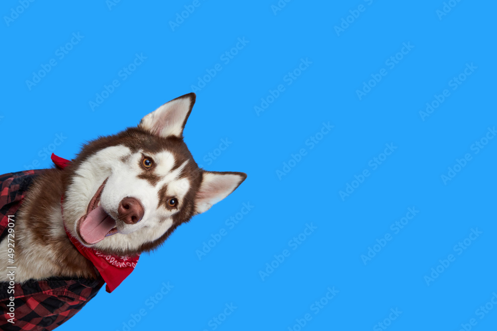 A cute smiling Siberian Husky dog in a red bandana is isolated on a ...