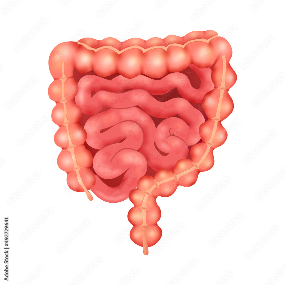 Realistic Human Bowel Composition Stock Vector | Adobe Stock