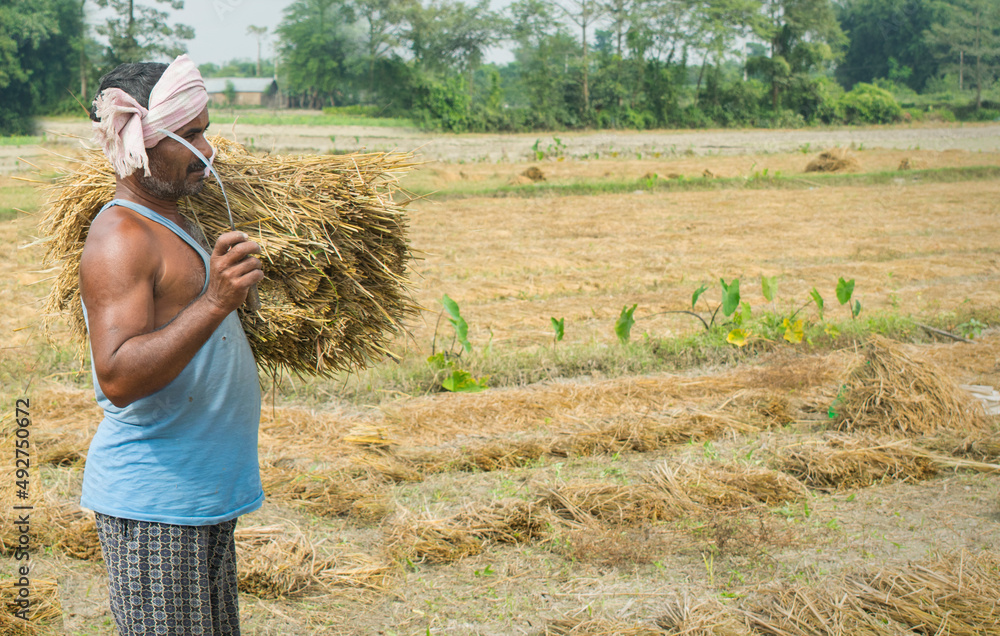 An Indian farmer working in his field. India Stock Photo | Adobe Stock
