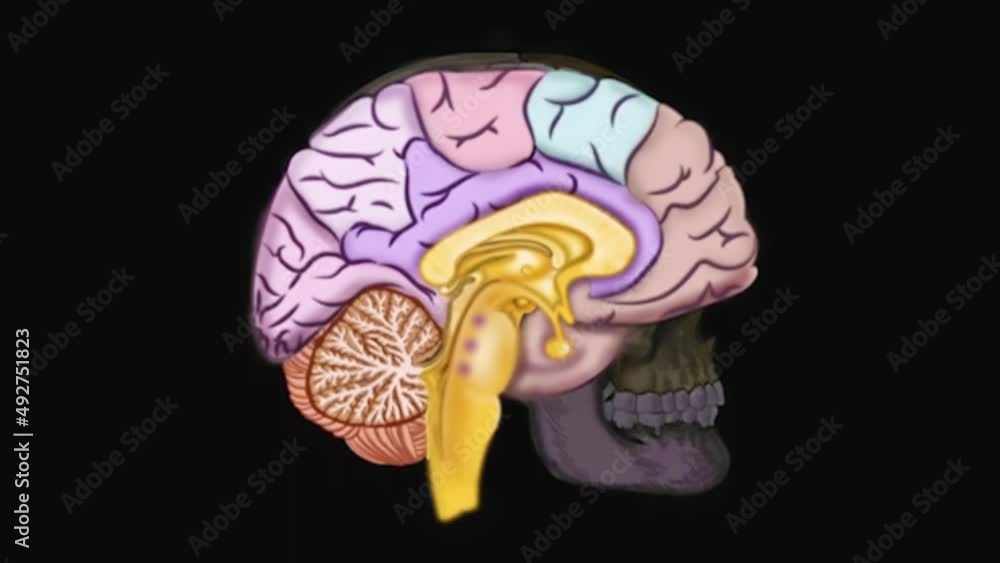 Functions and anatomy of right brain, Brain animation, deep learning ...