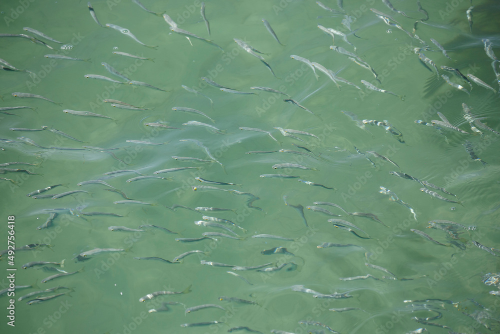 School of small fish swimming in Largs bay beach in Adelaide, South ...