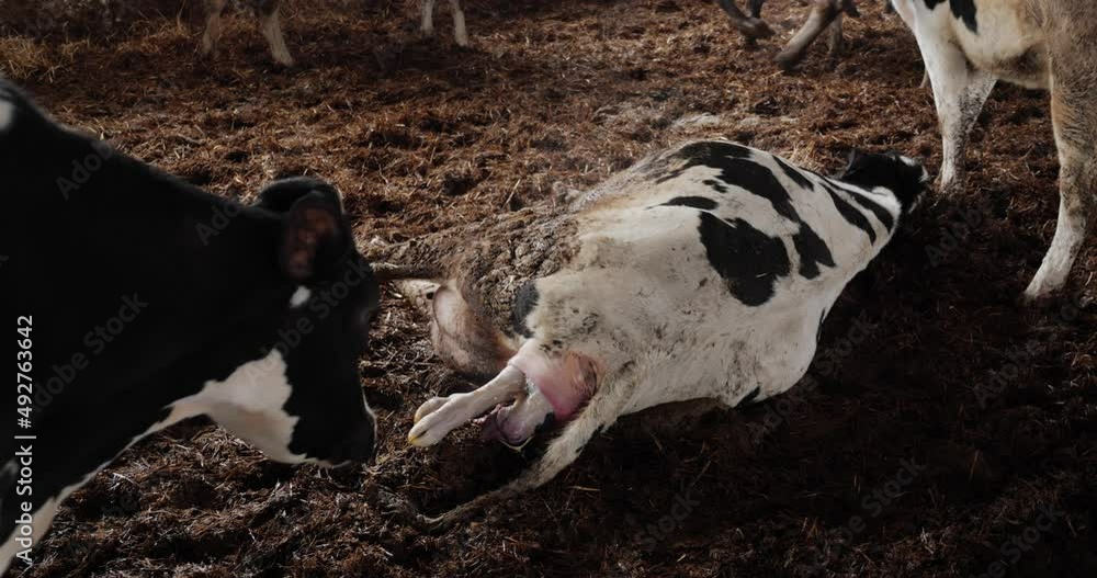 Exact moment when cow gives birth to calf on dairy farm. Breeding ...