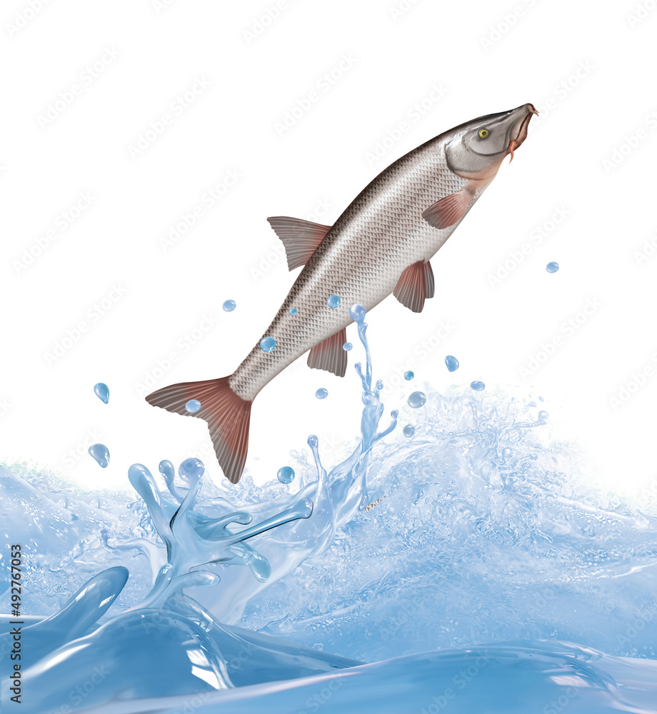 poisson, barbeau fluviatile, animal, isolé, bulle, congelé, frais ...