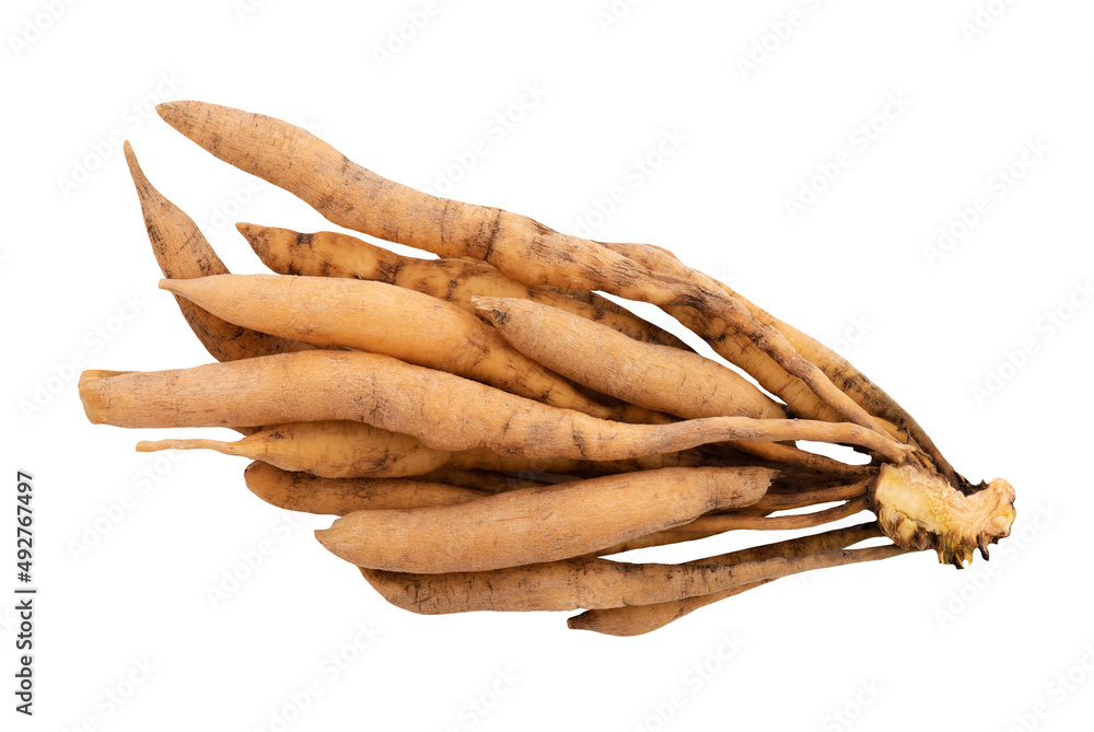 Shatavari or Asparagus racemosus roots isolated on white background ...