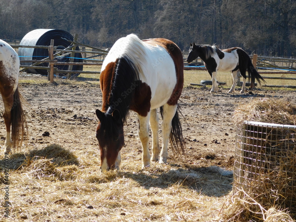 horse Equus ferus caballus domesticated, odd-toed, hoofed mammal. It ...