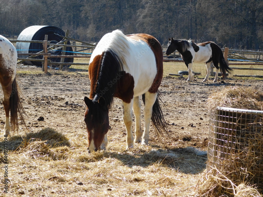 horse Equus ferus caballus domesticated, odd-toed, hoofed mammal. It ...