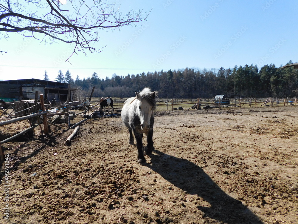 horse Equus ferus caballus domesticated, odd-toed, hoofed mammal. It ...