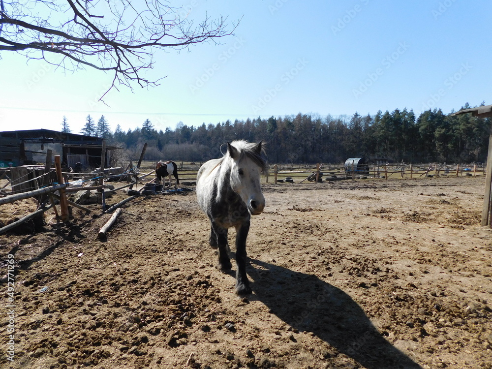 horse Equus ferus caballus domesticated, odd-toed, hoofed mammal. It ...