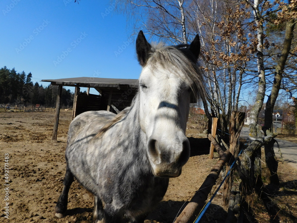 horse Equus ferus caballus domesticated, odd-toed, hoofed mammal. It ...