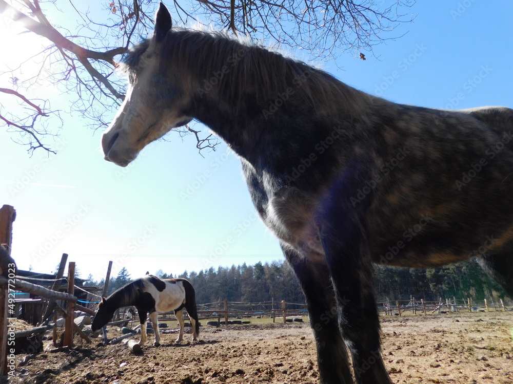 horse Equus ferus caballus domesticated, odd-toed, hoofed mammal. It ...