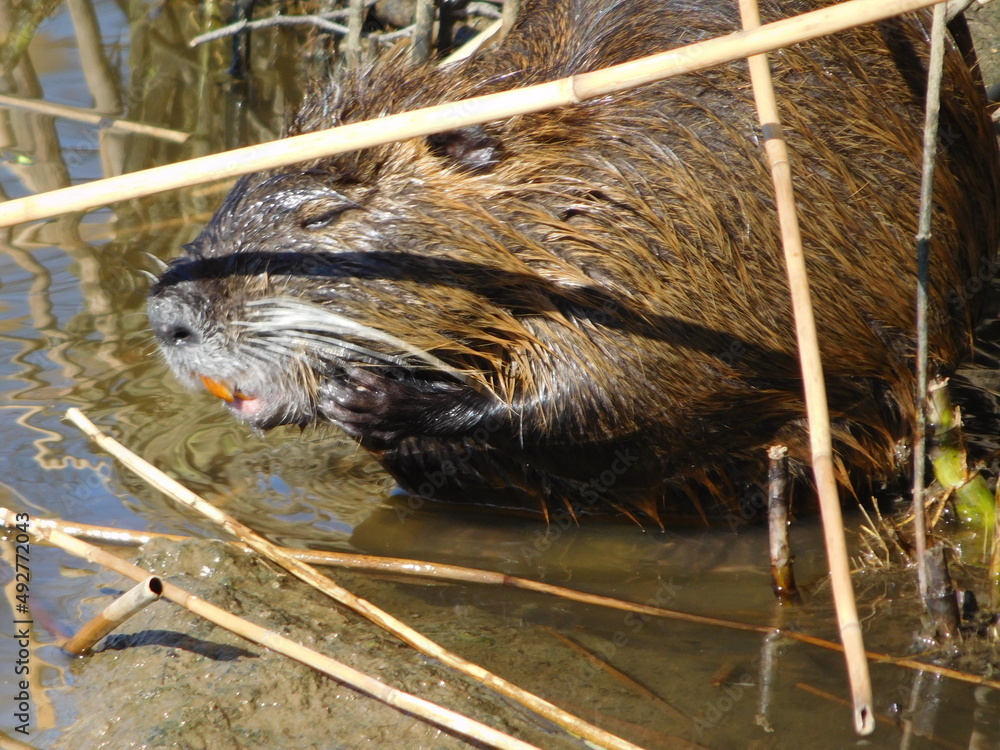 nutria (Myocastor coypus), also known as the coypu arge, herbivorous ...
