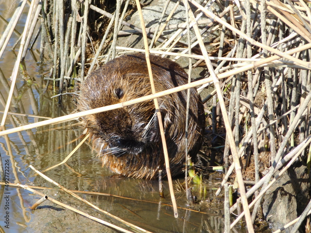 nutria (Myocastor coypus), also known as the coypu arge, herbivorous ...
