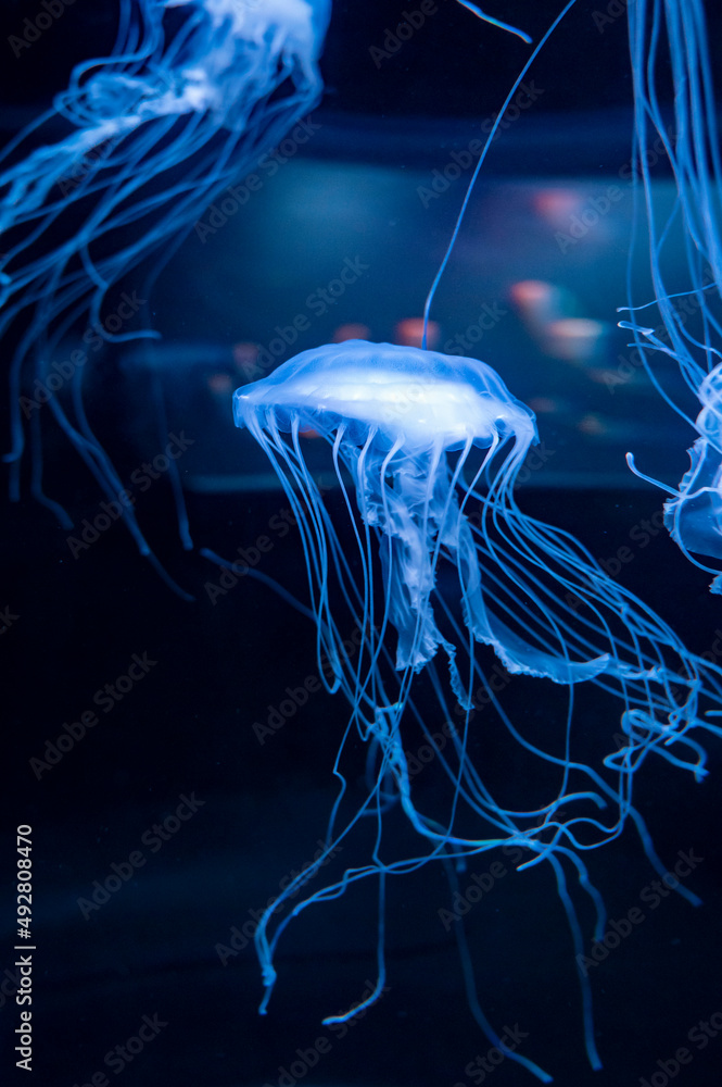 Sanderia malayensis jellyfish family Pelagiidae, native to tropical ...