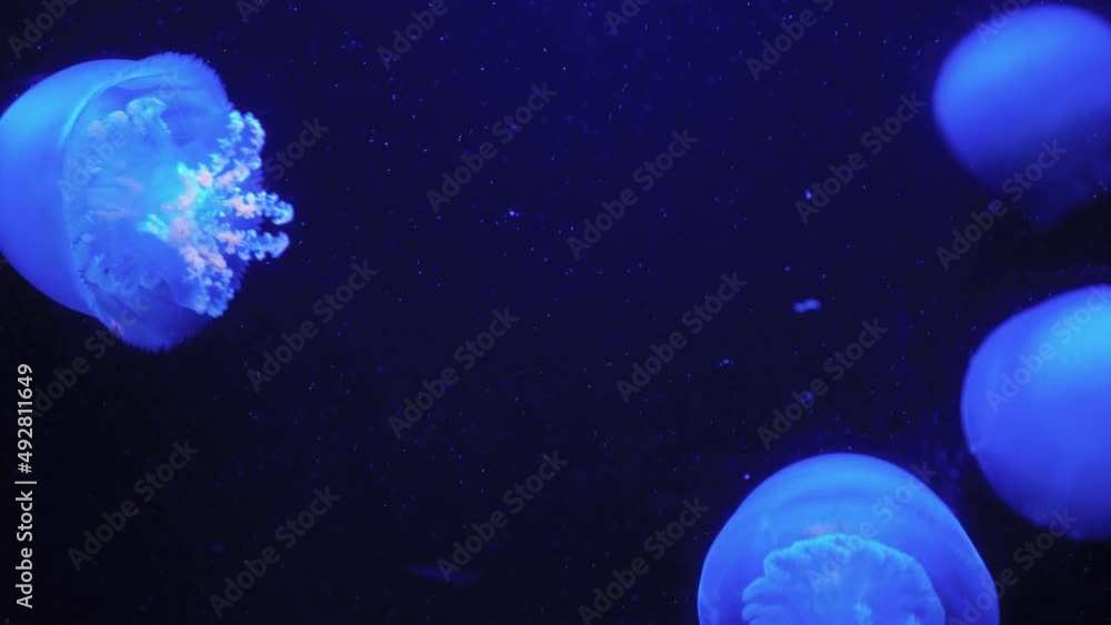 transparent dangerous toxic poisonous sea creatures jellyfish swim in ...