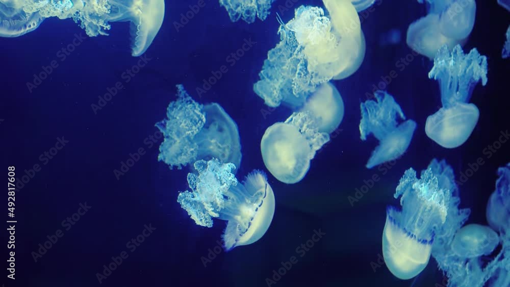 transparent dangerous toxic poisonous sea creatures jellyfish swim in ...