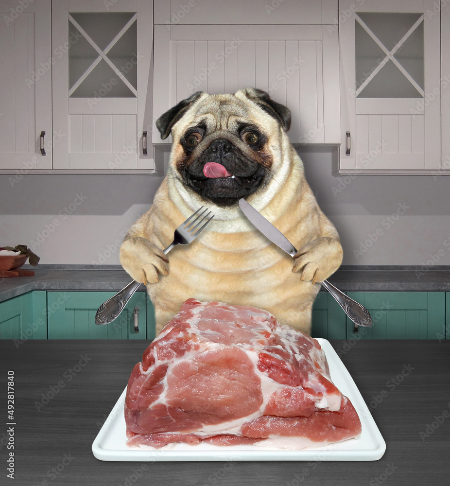 Can Pugs Eat Beef