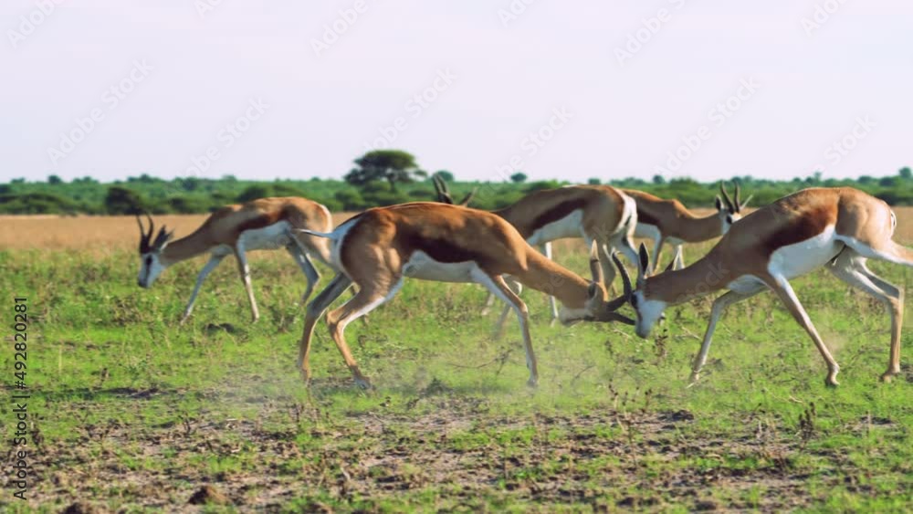 Two Male Springboks Headbutting And Locking Horns In A Fight At Central ...