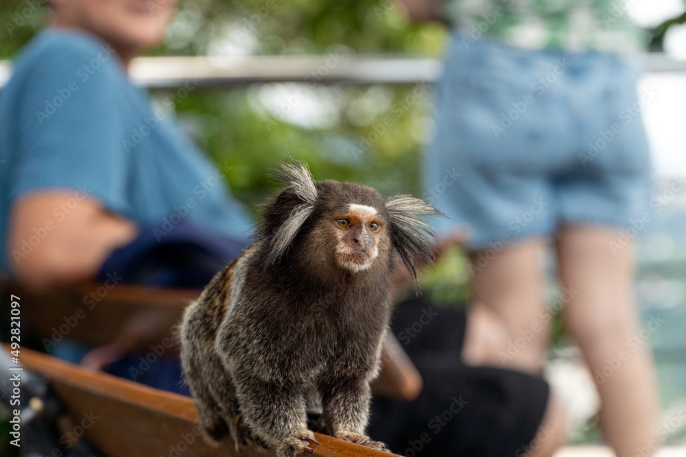 Common Marmoset Rio