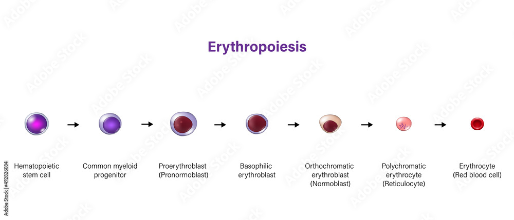 Erythropoiesis. The development of red blood cell. Erythrocyte. Stock ...