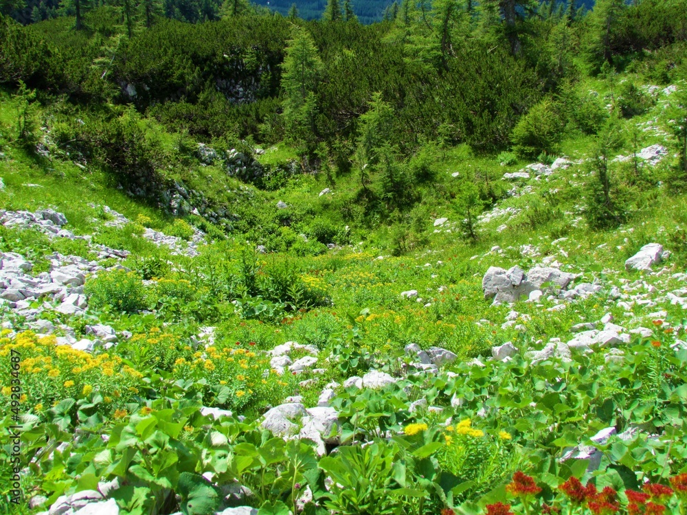 Alpine meadow full of blooming golden root, rose root (Rhodiola rosea ...