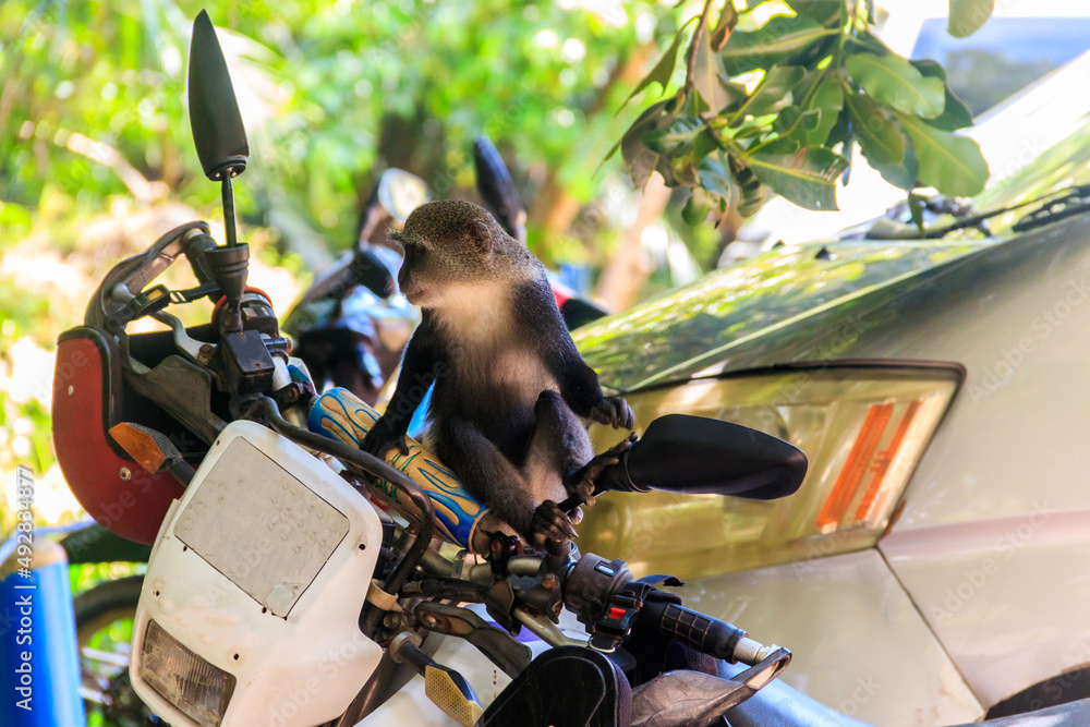 Sykes' monkey (Cercopithecus albogularis), also known as the white ...