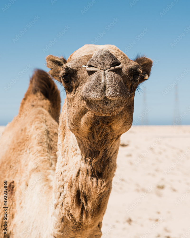 dromadaire chameau dans le desert, Morocco Maroc Stock Photo | Adobe Stock