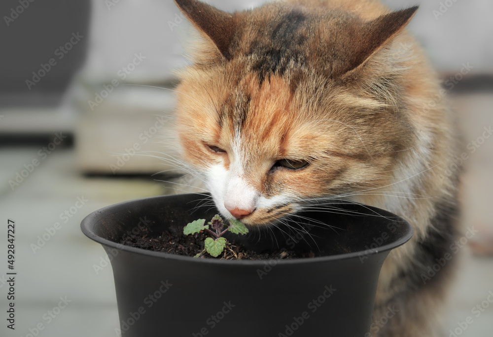 Curious cat sniffing on small catmint plant, outside. Fluffy female ...