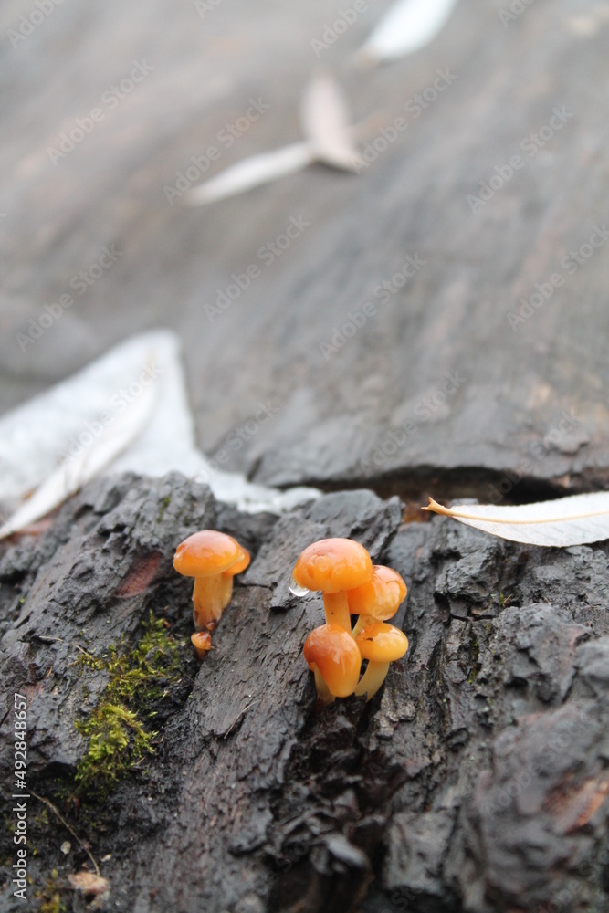 Unedited nature closeups. Pure depictions of plants and insects. Soft ...