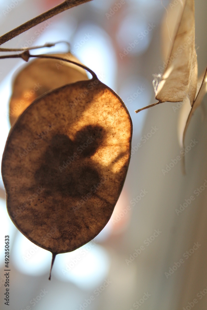 Unedited nature closeups. Pure depictions of plants and insects. Soft ...