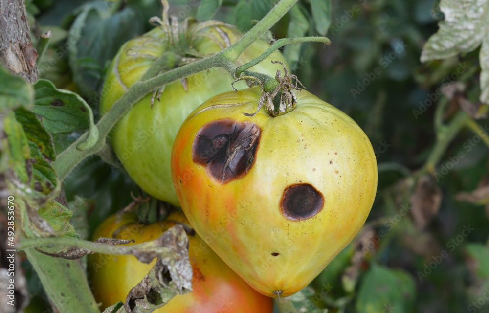 Plakat Anthracnose tomato disease. Rot spots on green tomatoes, gray ...