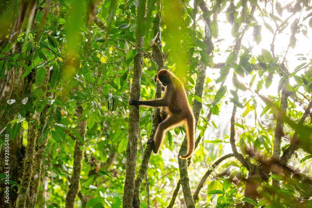 Monkeys Climbing Trees