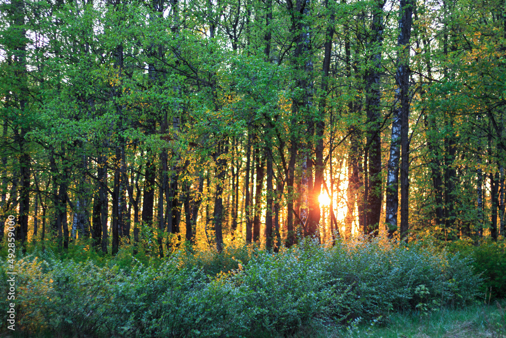 The warm light of a sunset in summer, around the trees with green ...