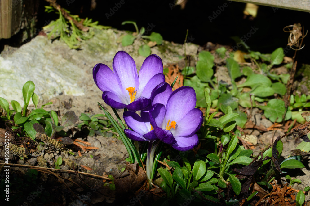 Foto de Blühender Krokus, crocus, im Februar in meinem Vorgarten. Die ...
