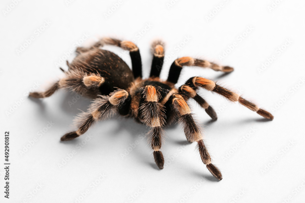 White Tarantula