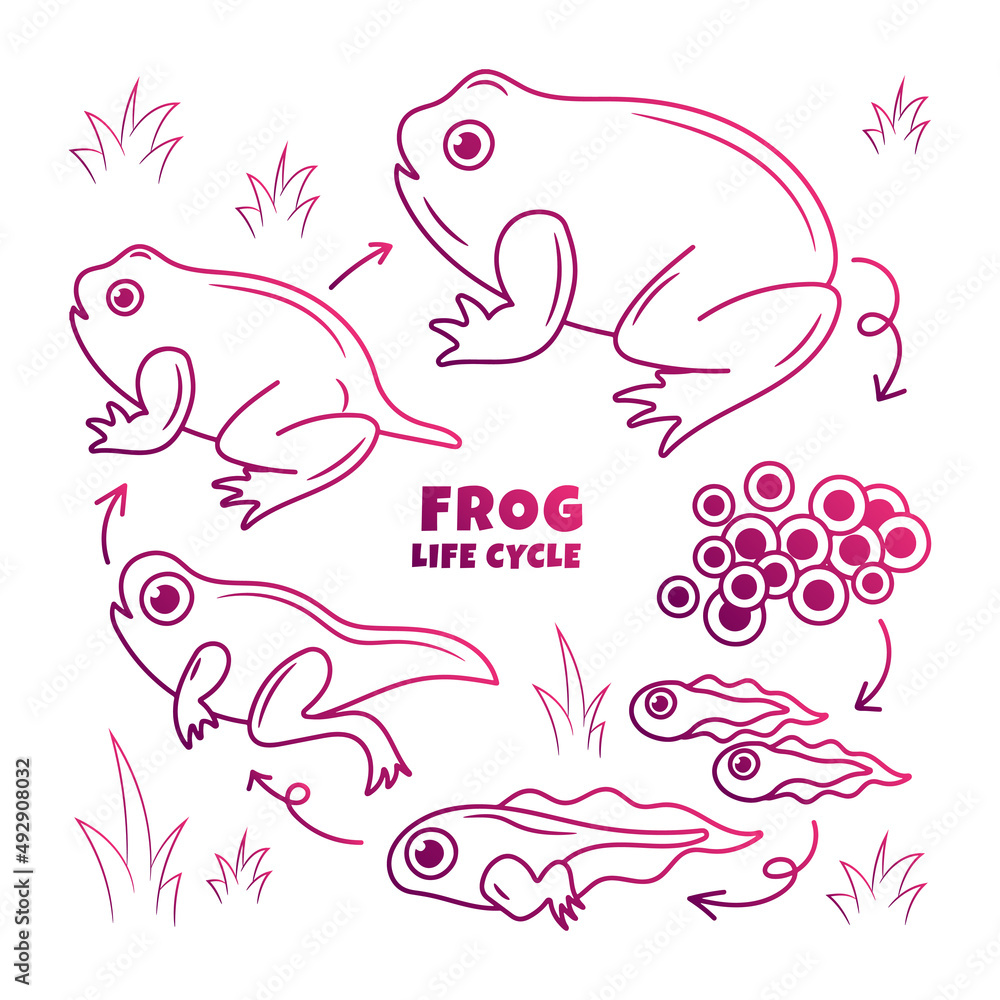 Frog Life Cycle Illustration with hand drawn gradient outline style ...
