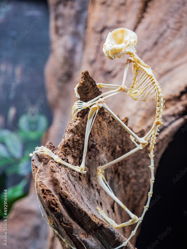 Tarsier Skeleton