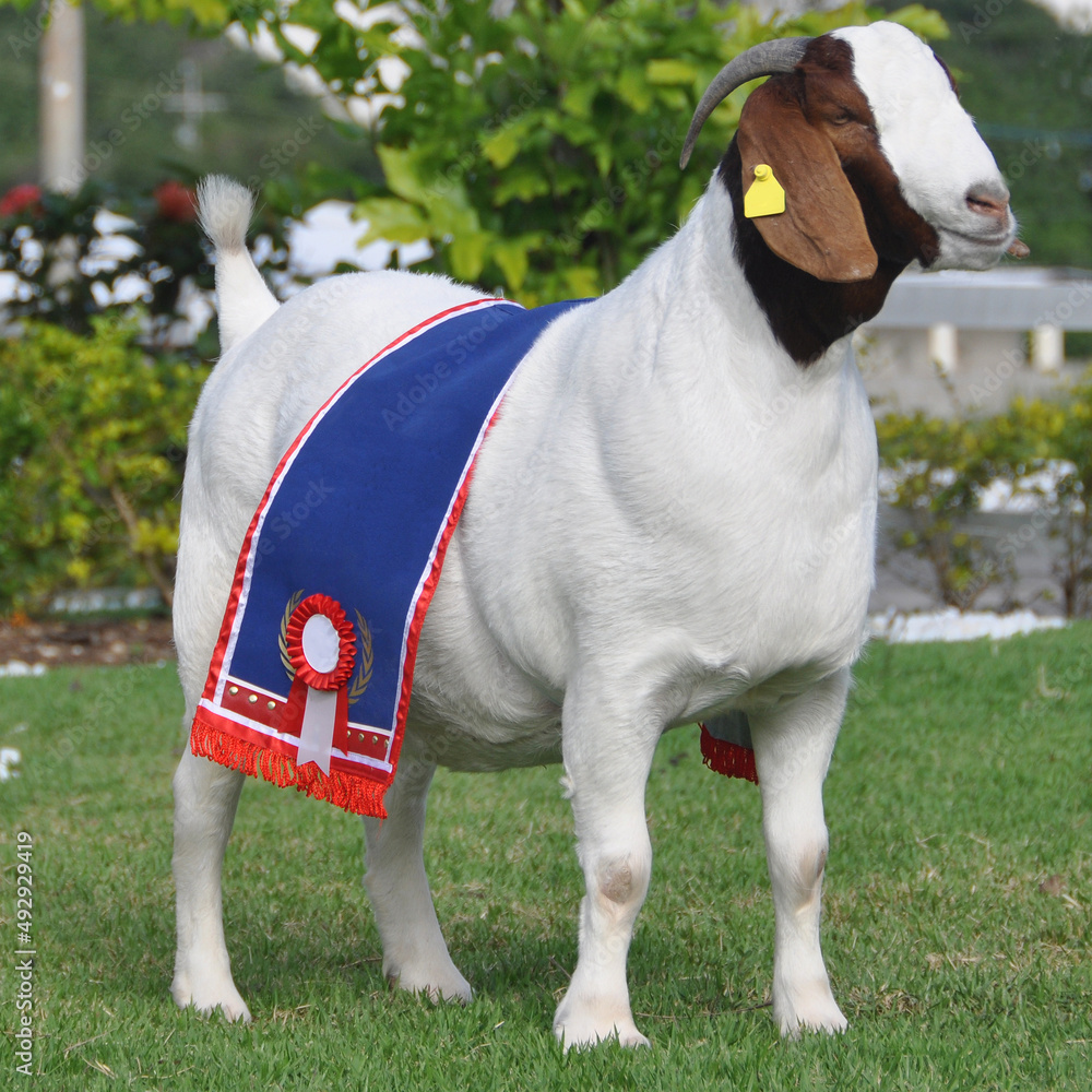 Cabras Boer Femeas