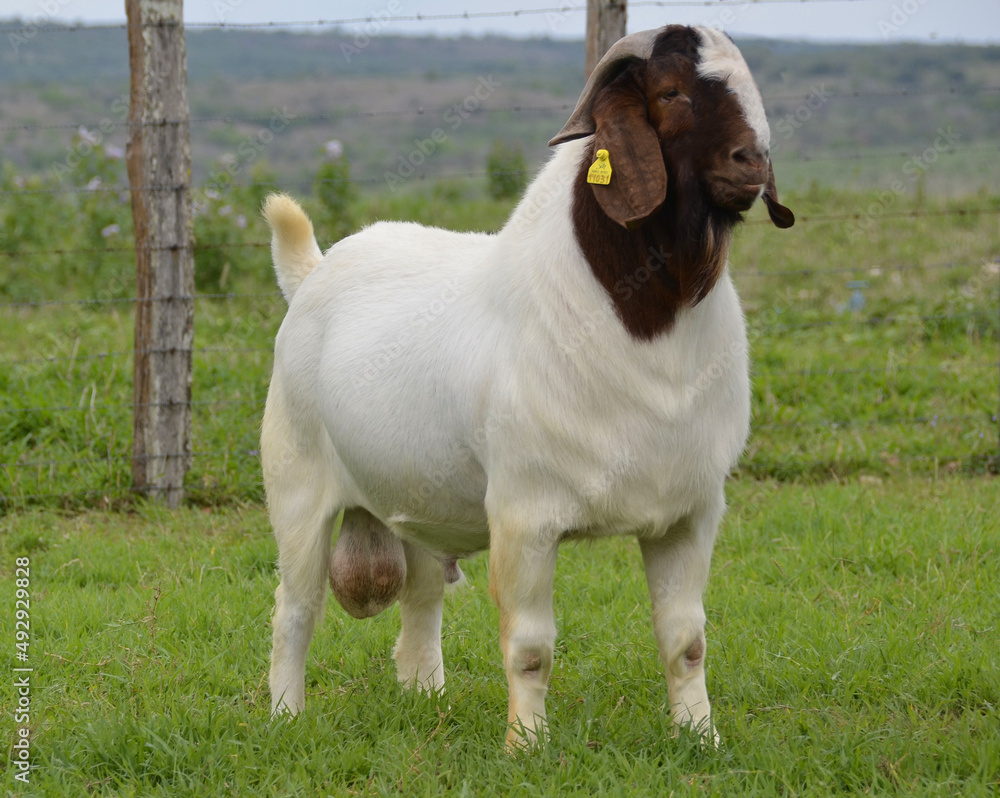 Foto de Male Boer goat very awarded in Brazil. The Boer is a breed ...