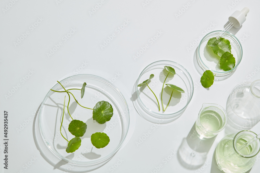 Gotu kula decorated in petri dish and transparent podium with blank ...
