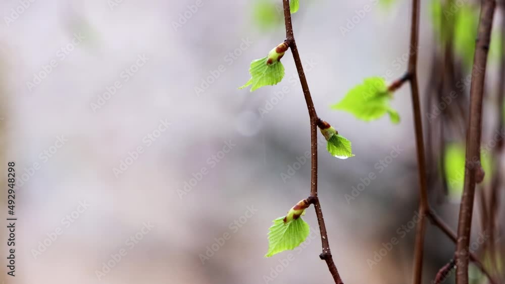 On a warm spring day, the fresh spring rain falling on the green leaves ...