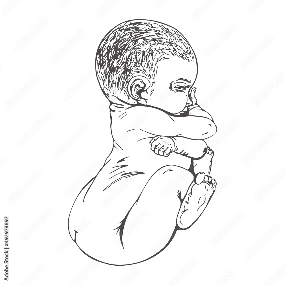 newborn baby in a fetal position newborn baby, simple linear drawing ...