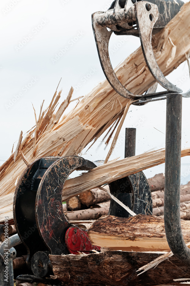 Large wooden log being forcefully split by hanging timber jaws and ...