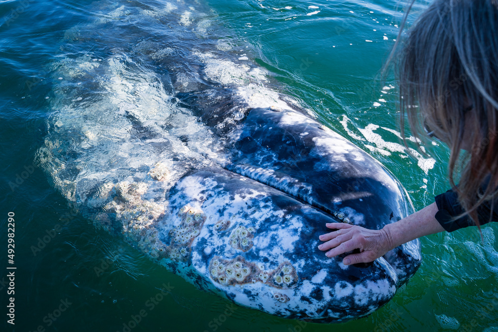 woman hand touching head of gray whale while whale watching tour in ...