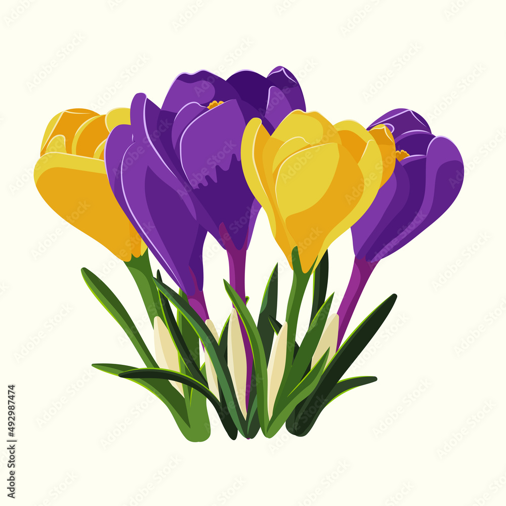 Vector illustration yellow and violet crocus flowers with leaves ...